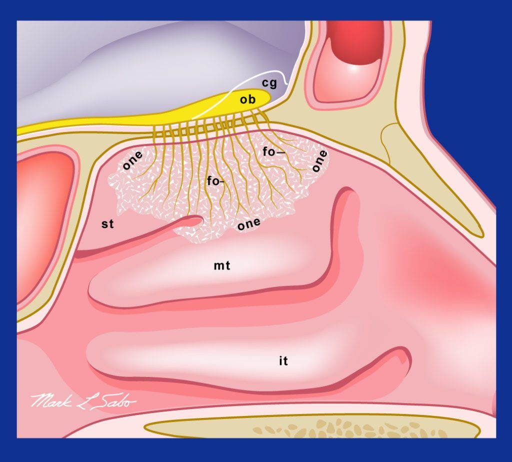 Olfaction Disorder - olfato - San Juan, PR - Dr. Luis Tarrats