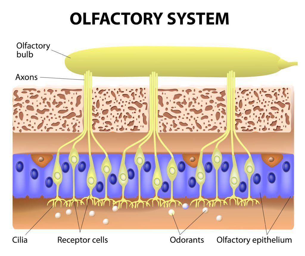 Olfaction Disorder - olfato - San Juan, PR - Dr. Luis Tarrats